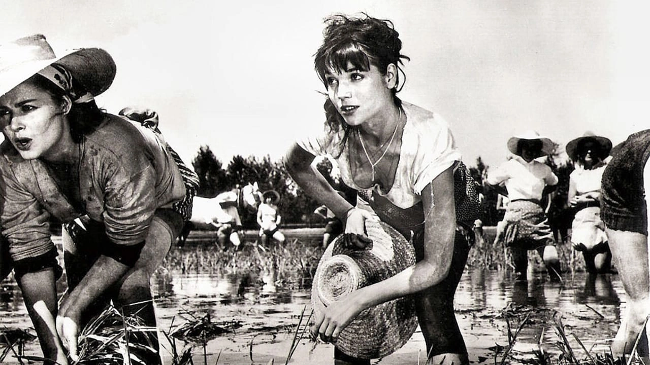 Рисовое поле (1956, фильм) смотреть в хорошем качестве онлайн на сайте PREMIER.ONE